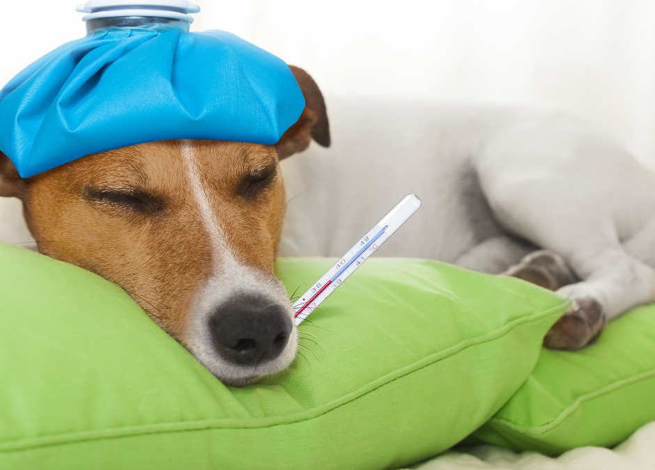 Sick Leave Entitlement Increases | Blog | 3rd Arm Admin